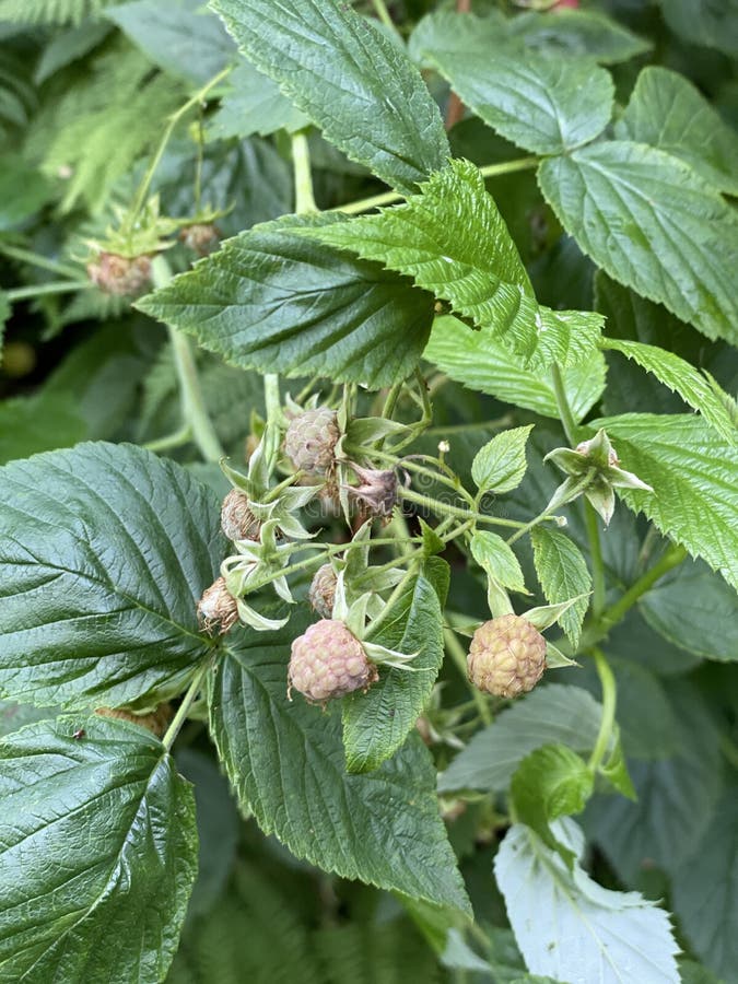 Wild Raspberries in the Forest Visible Fruit and Green Leaves Stock ...