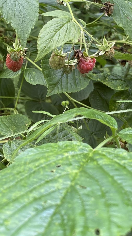 Wild Raspberries in the Forest Visible Fruit and Green Leaves Stock ...