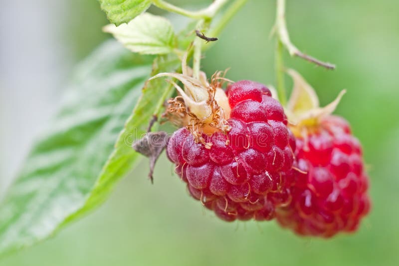 Wild raspberries stock photo. Image of harvest, drinks - 31944358