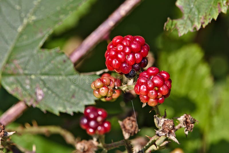 Wild Raspberries with Green Leaves Stock Photo - Image of nutritional ...
