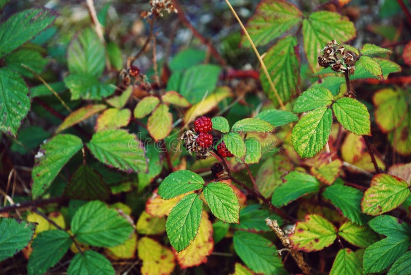 Wild Raspberries Growing on a Bush Stock Photo - Image of outdoors ...