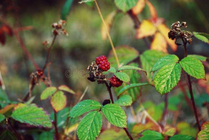 Wild Raspberries Growing on a Bush Stock Image - Image of plant, park ...