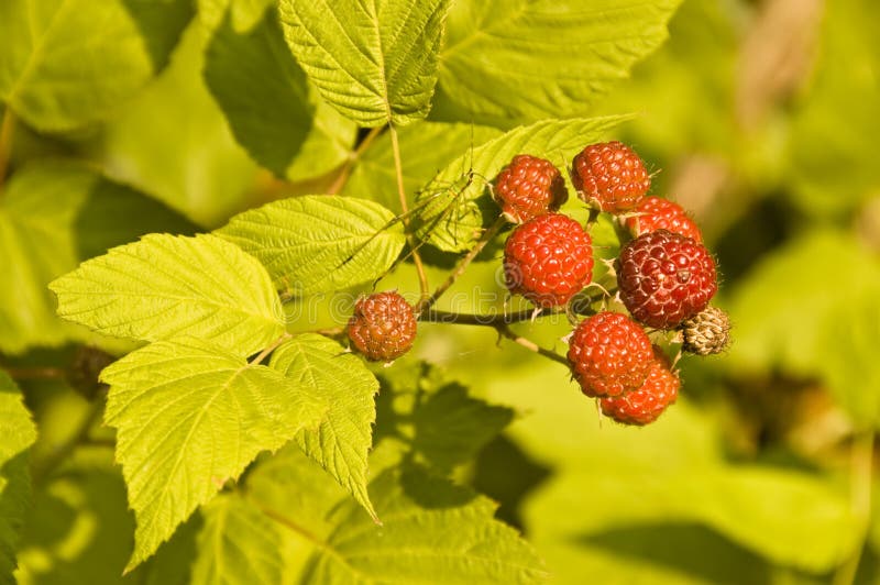 Wild Raspberries On The Plant Stock Image - Image of raspberries ...