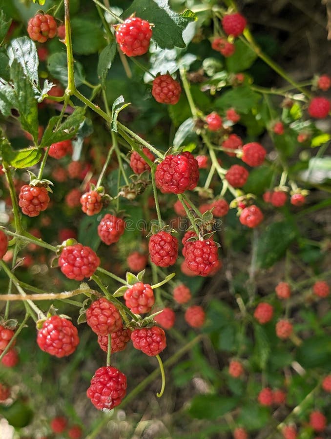 Wild Raspberries at the Swamp Stock Image - Image of branch, wild ...