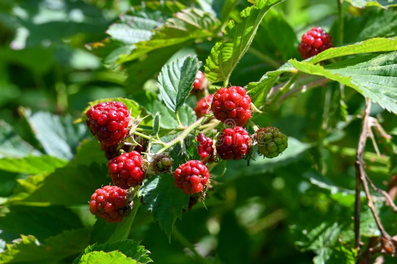 stock photo. Image of raspberries, plant, leaf, healthy - 251846710