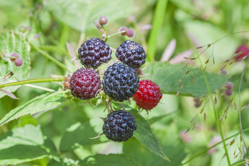 Wild Raspberries in the Woods Stock Photo - Image of food, forest: 42369538