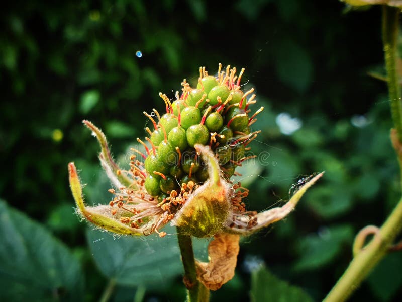 A Wild raspberry stock image. Image of nature, plant - 227110365