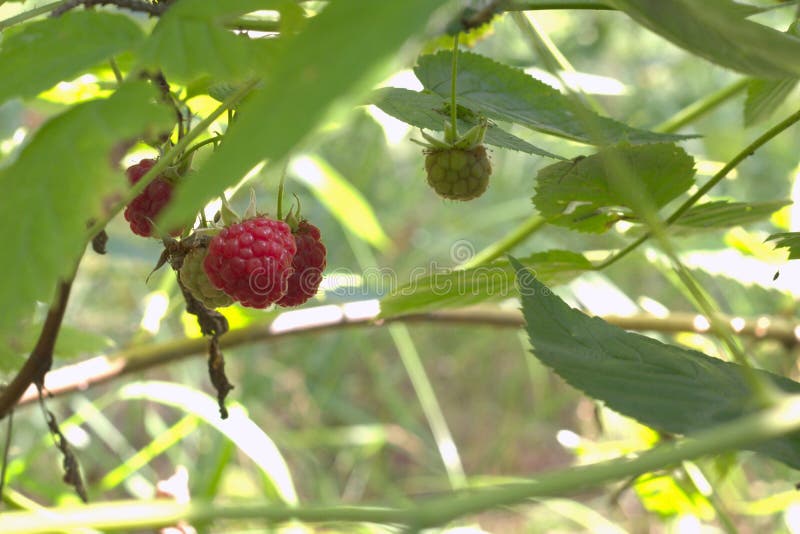 Wild Raspberry Berries, Still Green and Ripe on One Stem Stock Photo ...
