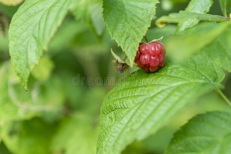Wild raspberry bush stock photo. Image of sweet, organic - 179842604