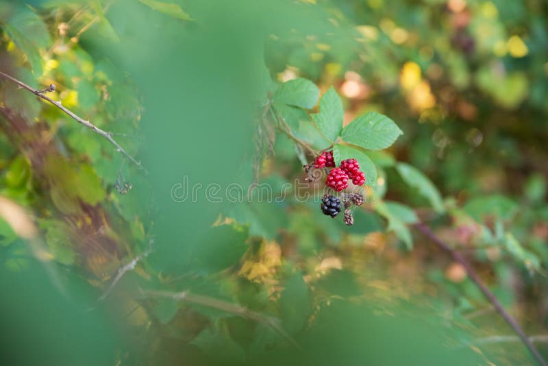 Wild raspberry stock image. Image of bunch, fresh, black - 184830901