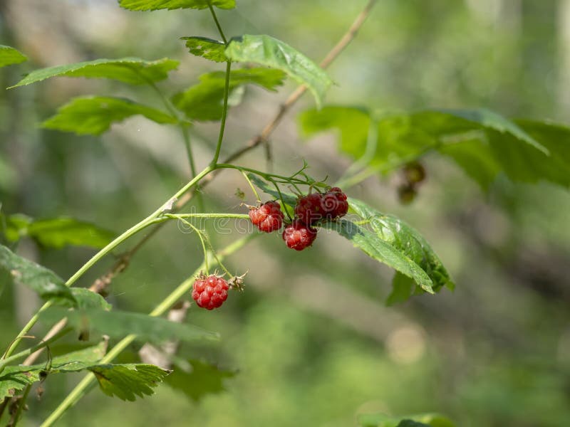 Harvest of Wild Hop Cones Close-up. Hops Creeping on the Branches of a ...