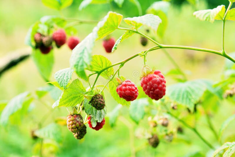 Wild raspberry bush stock photo. Image of appetising - 75049854