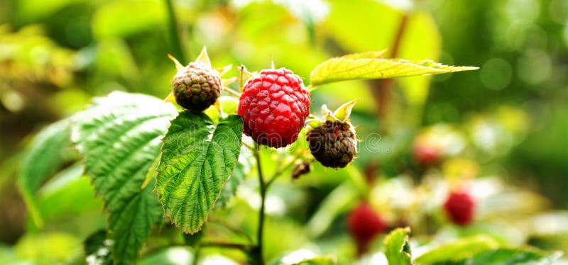 Wild raspberry bush stock image. Image of agriculture - 74924345