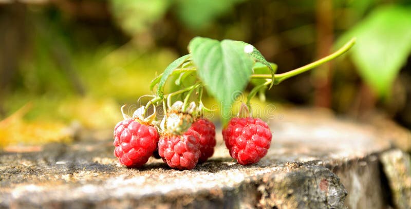 Wild raspberry bush stock photo. Image of fresh, appetising - 74974376