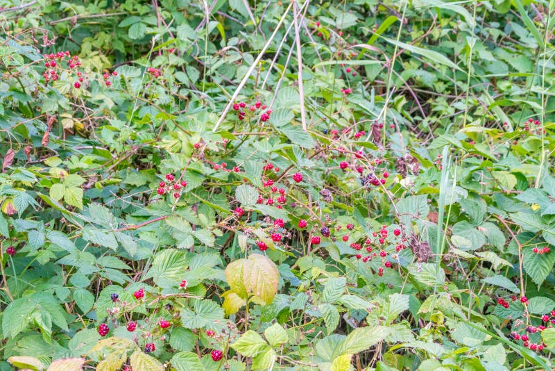 Wild Raspberry Bushes Growing in the Forest with Red Berries Stock ...