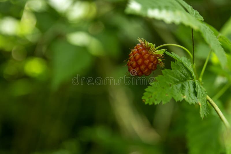 Wild Raspberry stock photo. Image of green, healthy, details - 44190526