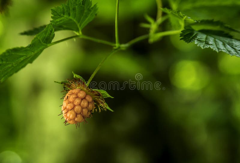 Wild Raspberry stock photo. Image of gathering, detail - 44190366