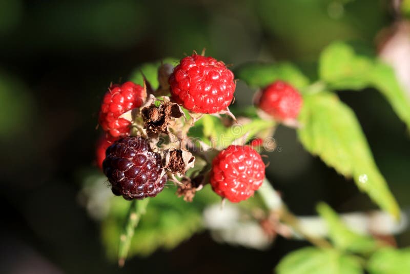 Wild Raspberry stock image. Image of snack, colorful - 56535563