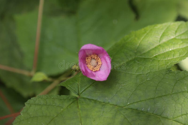 Wild raspberry flower stock image. Image of wild, petals - 213060659