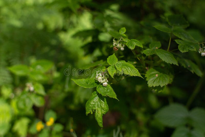 Wild Raspberry Flower in the Forest Stock Image - Image of green ...