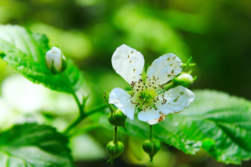 Wild Raspberry Flower in the Forest Stock Image - Image of branch ...