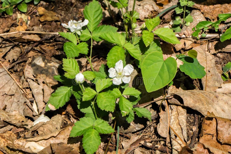 Wild Raspberry Flowers stock photo. Image of americana - 91221738