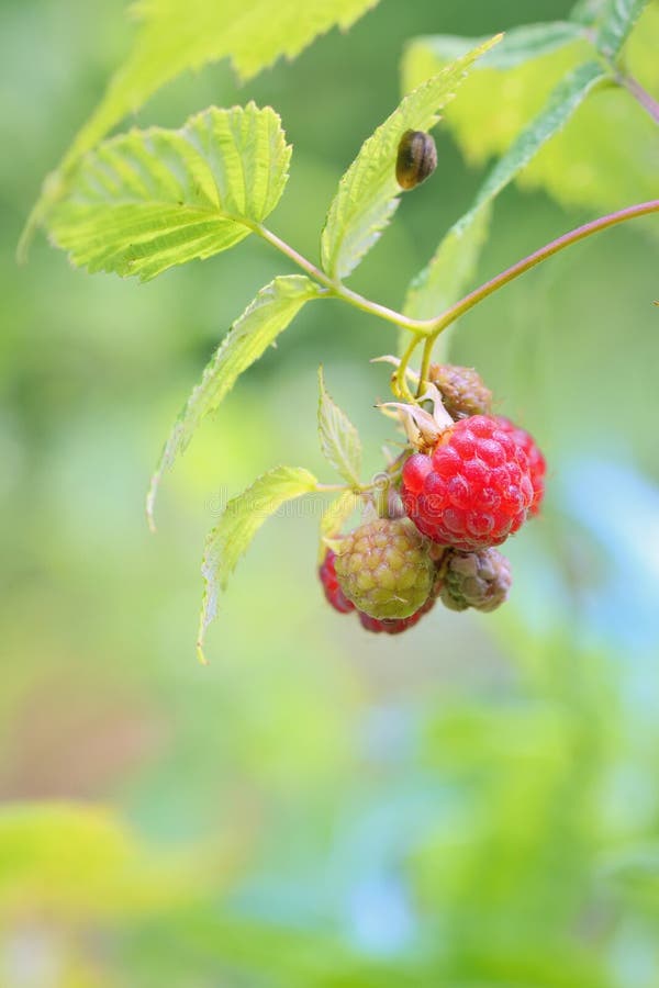 Wild Raspberry from Siberia Stock Image - Image of wild, vitamin: 129189917