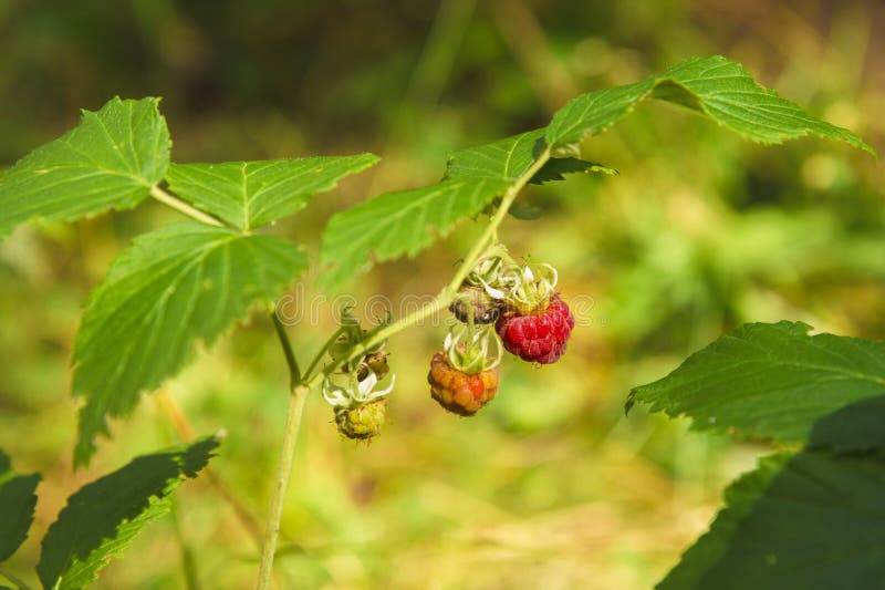Wild raspberry in forest stock image. Image of forest - 100242551