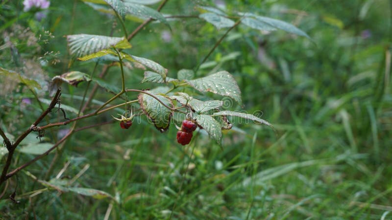 Wild Raspberry in the Forest Stock Image - Image of wild, ripe: 121953637