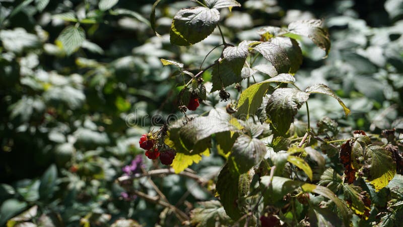 Wild Raspberry in the Forest Stock Photo - Image of fruits, organic ...