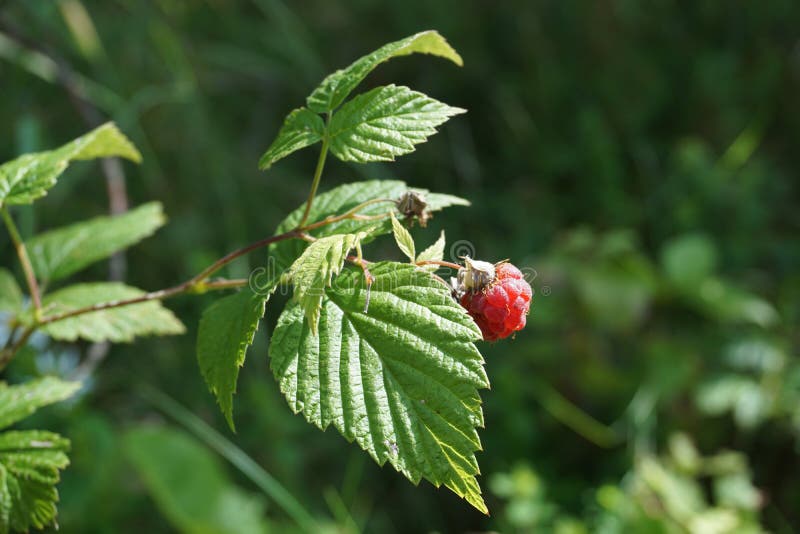 Wild raspberry stock photo. Image of green, healthy, sweet - 75261792