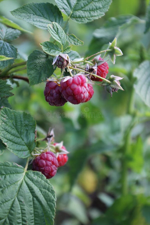 Wild raspberry stock image. Image of raspberry, nnbeautiful - 93051903