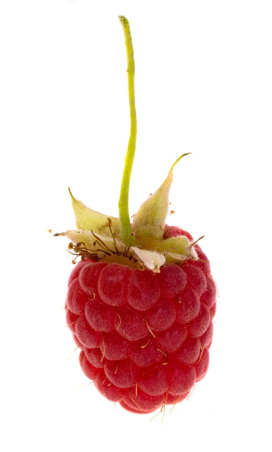 Wild raspberry isolated stock image. Image of ingredient - 250841667