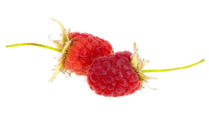 Wild raspberry isolated stock photo. Image of healthy - 250841674