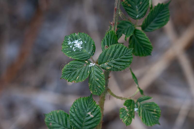 Wild raspberry leaves stock photo. Image of outdoors - 209136158