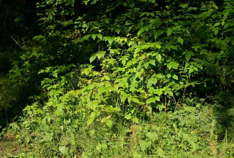 Wild raspberry leaves. stock photo. Image of raspberry - 121566438