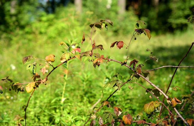 Wild raspberry leaves. stock image. Image of green, gardening - 121501617