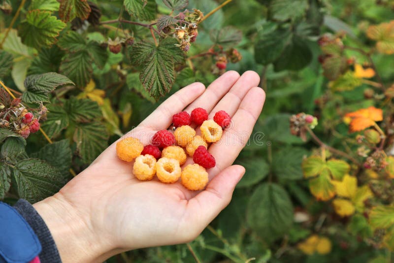 Wild raspberry in Norway stock image. Image of place - 198949399