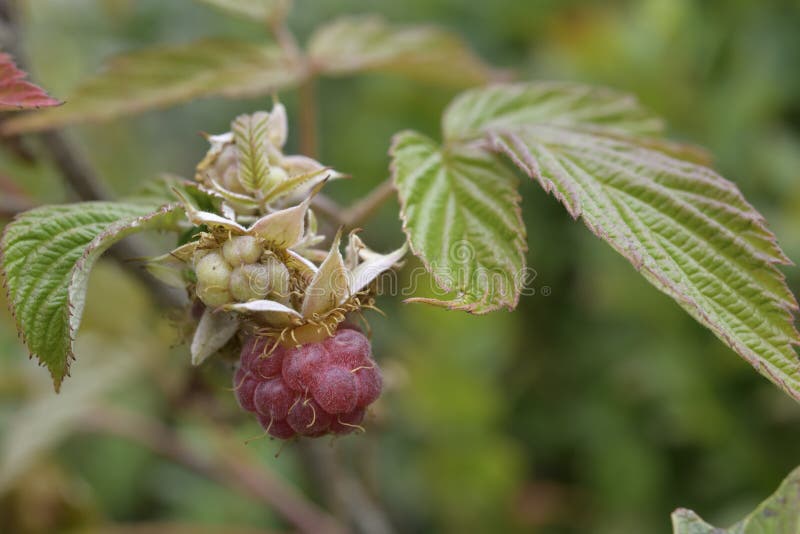 Wild raspberry stock image. Image of fruit, forest, fruits - 229172661
