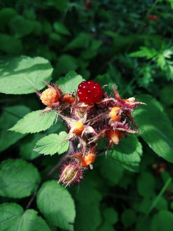 Wild Raspberry stock photo. Image of wild, plant, fruit - 97073800