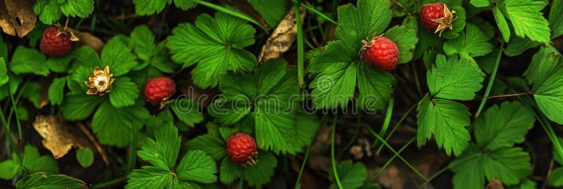 Wild Raspberry Plants with Fresh Red Berries in Lush Greenery of a ...
