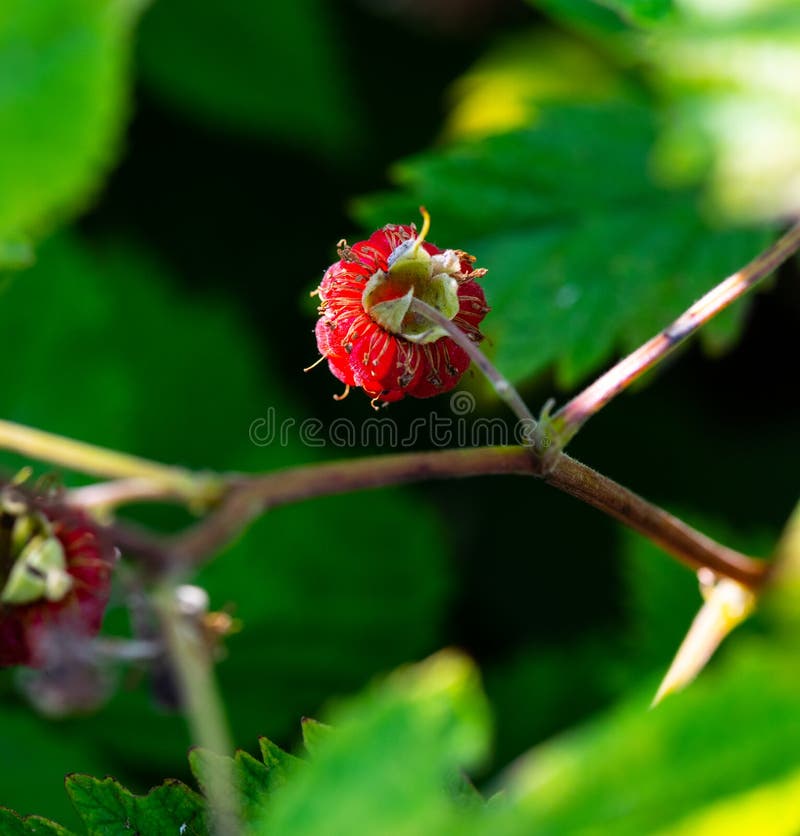 Wild Raspberry Ready To Be Eaten Stock Image - Image of bilberry ...