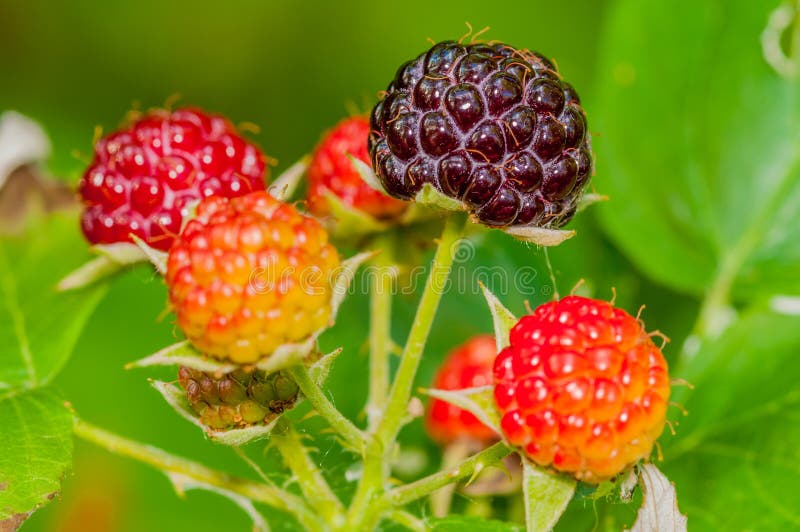 Wild Raspberry from Siberia Stock Image - Image of wild, vitamin: 129189917