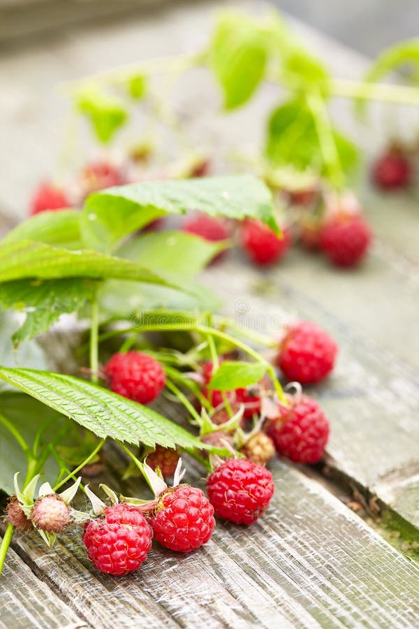 Wild Raspberry from Siberia Stock Image - Image of wild, vitamin: 129189917