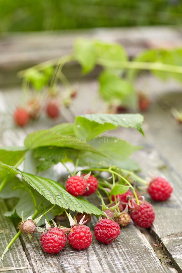 Wild Raspberry from Siberia Stock Image - Image of wild, vitamin: 129189917