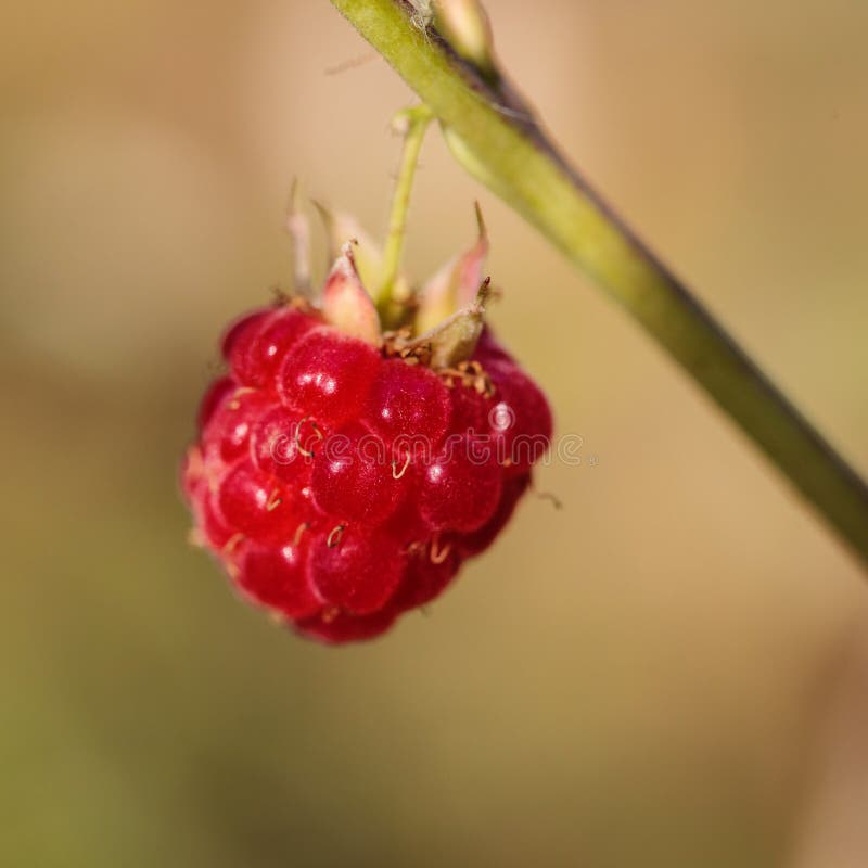 Wild Raspberry in the Summer Forest Stock Image - Image of vegetarian ...