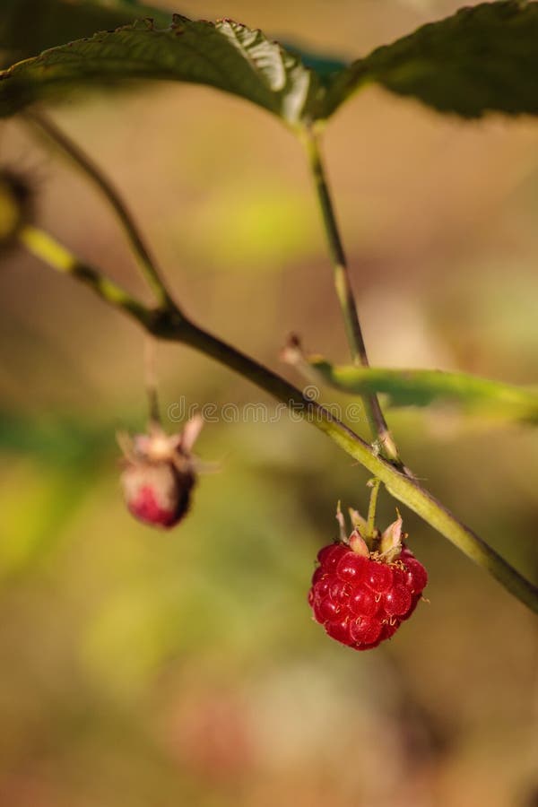 Wild Raspberry in the Summer Forest Stock Image - Image of organic ...