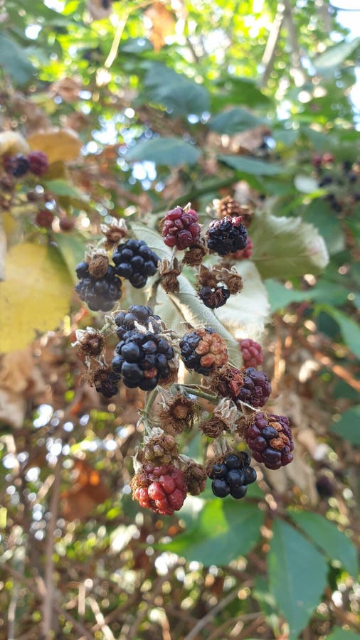 Wild Raspberry, Sweet and Sour, in a Dry August Stock Image - Image of ...
