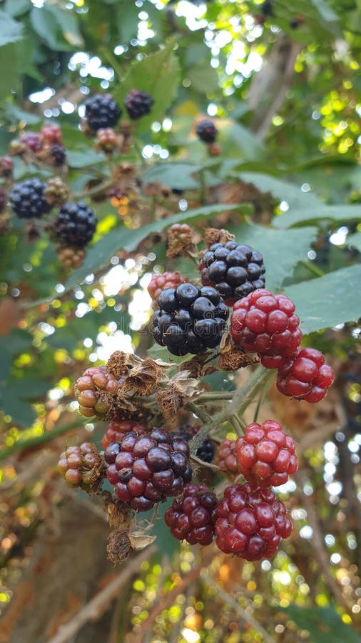 Wild Raspberry, Sweet and Sour, in a Dry August Stock Image - Image of ...