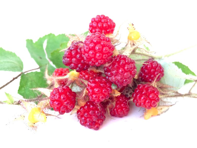 Wild Raspberry from Siberia Stock Image - Image of wild, vitamin: 129189917
